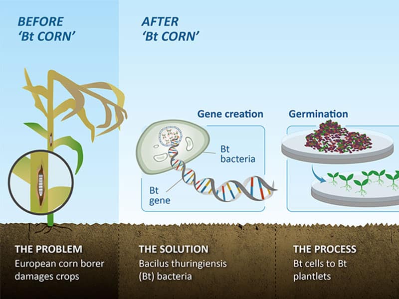 Genetically Modified Corn Seed - FTI Consulting Trial & Arbitration Support